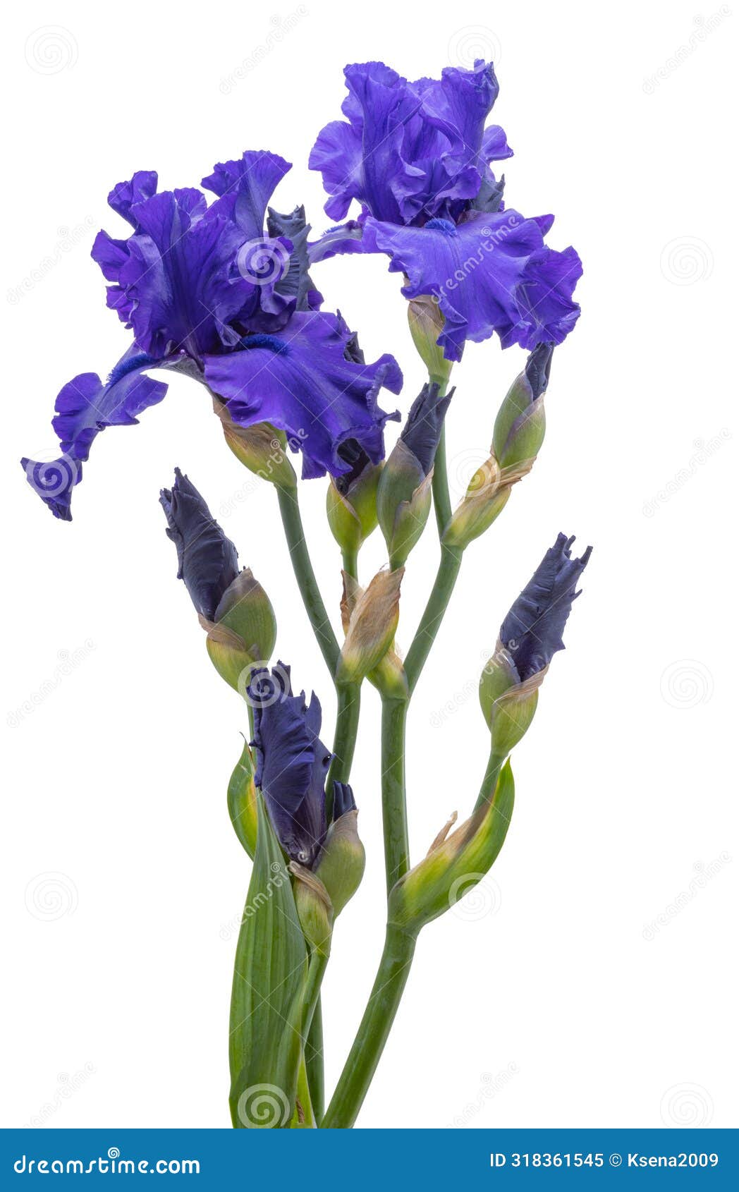 Iris flower blue isolated stock image. Image of iridaceae - 318361545