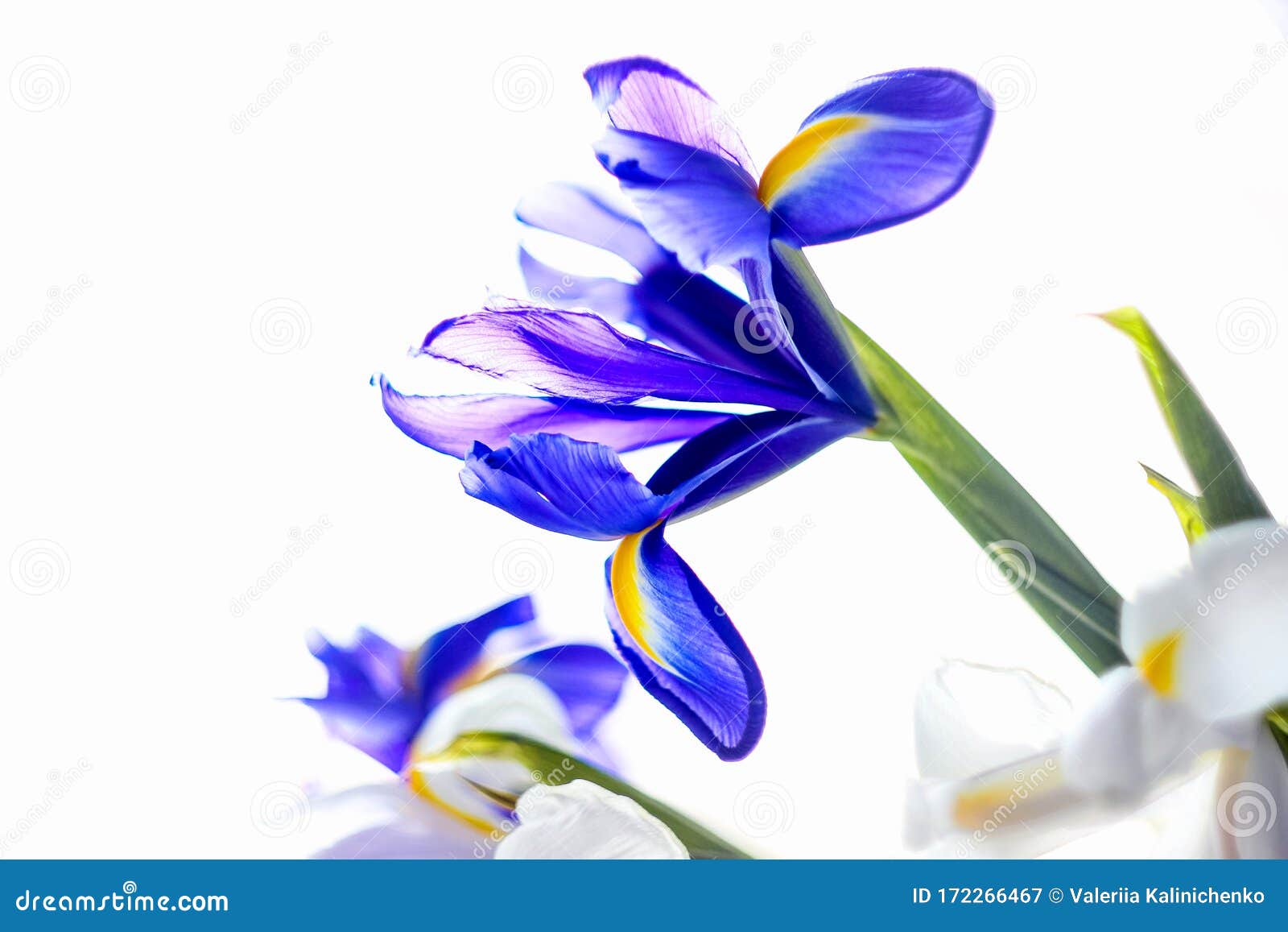 Iris Flower Bunch on a White Background Stock Image - Image of ...
