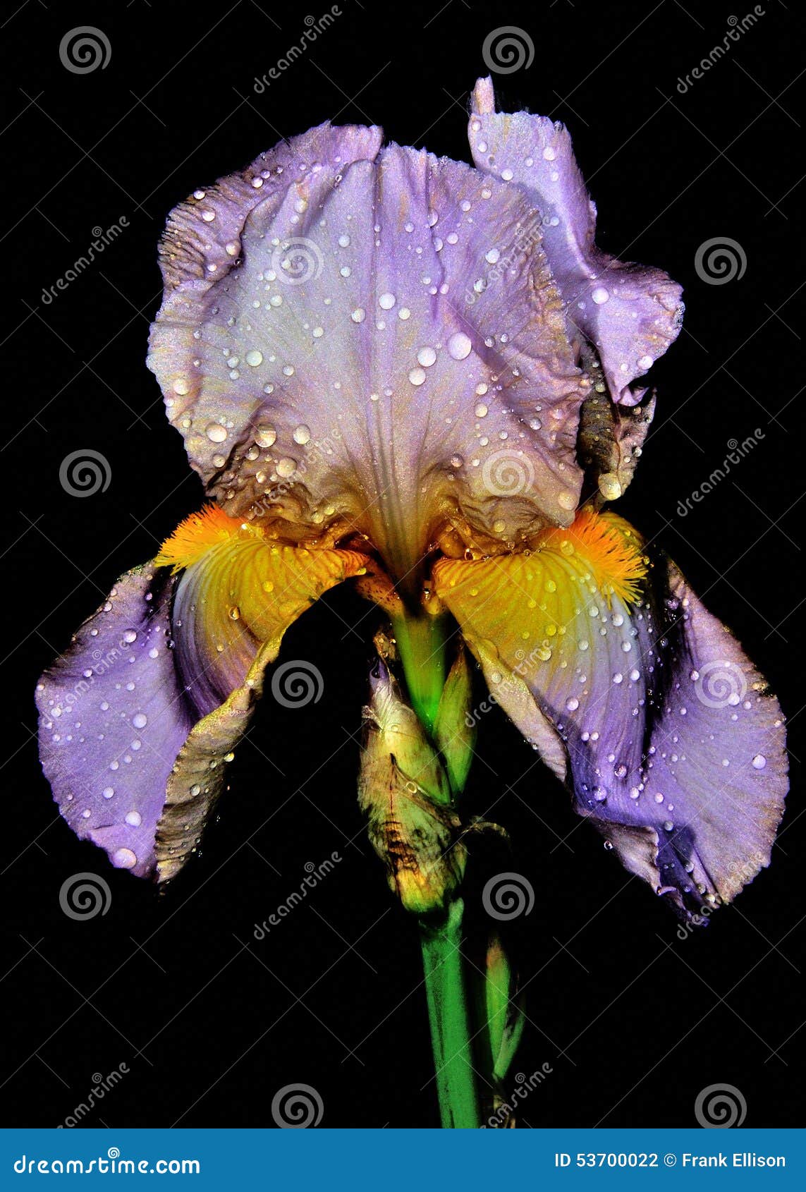 Iris stock photo. Image of water, iris, close, flower - 53700022