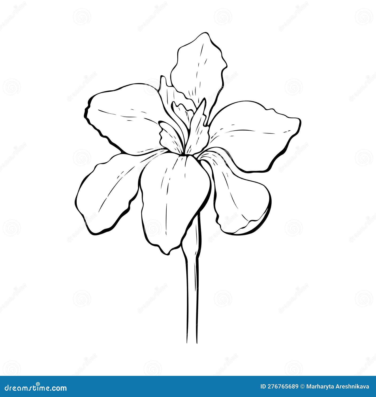 Iris Flower Contour Hand Drawn, Outline. Isolated Stock Vector ...