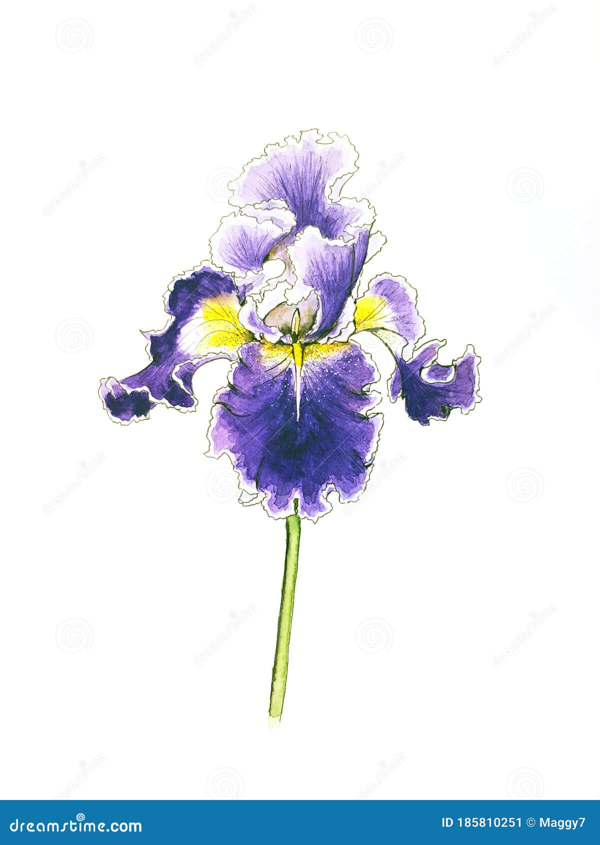 Iris Flower Drawing Handmade Watercolor Stock Illustration ...
