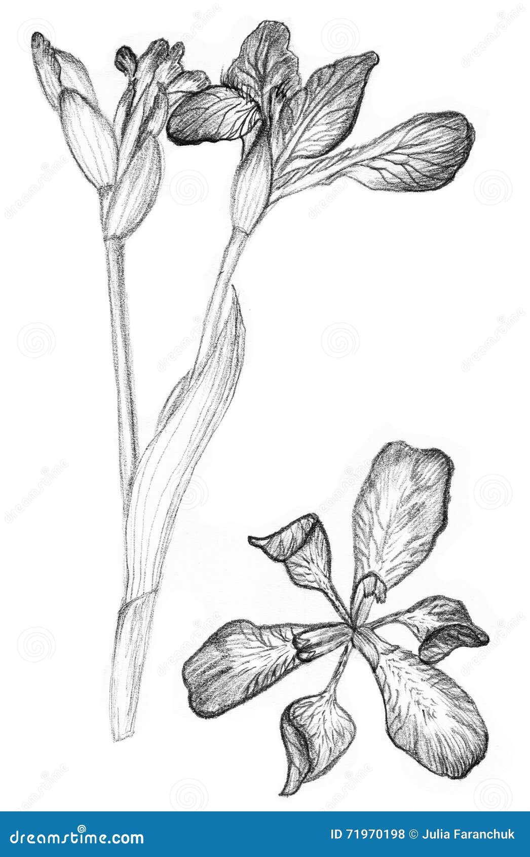 Iris Flower Drawing Paper Stock Illustrations – 1,059 Iris Flower ...