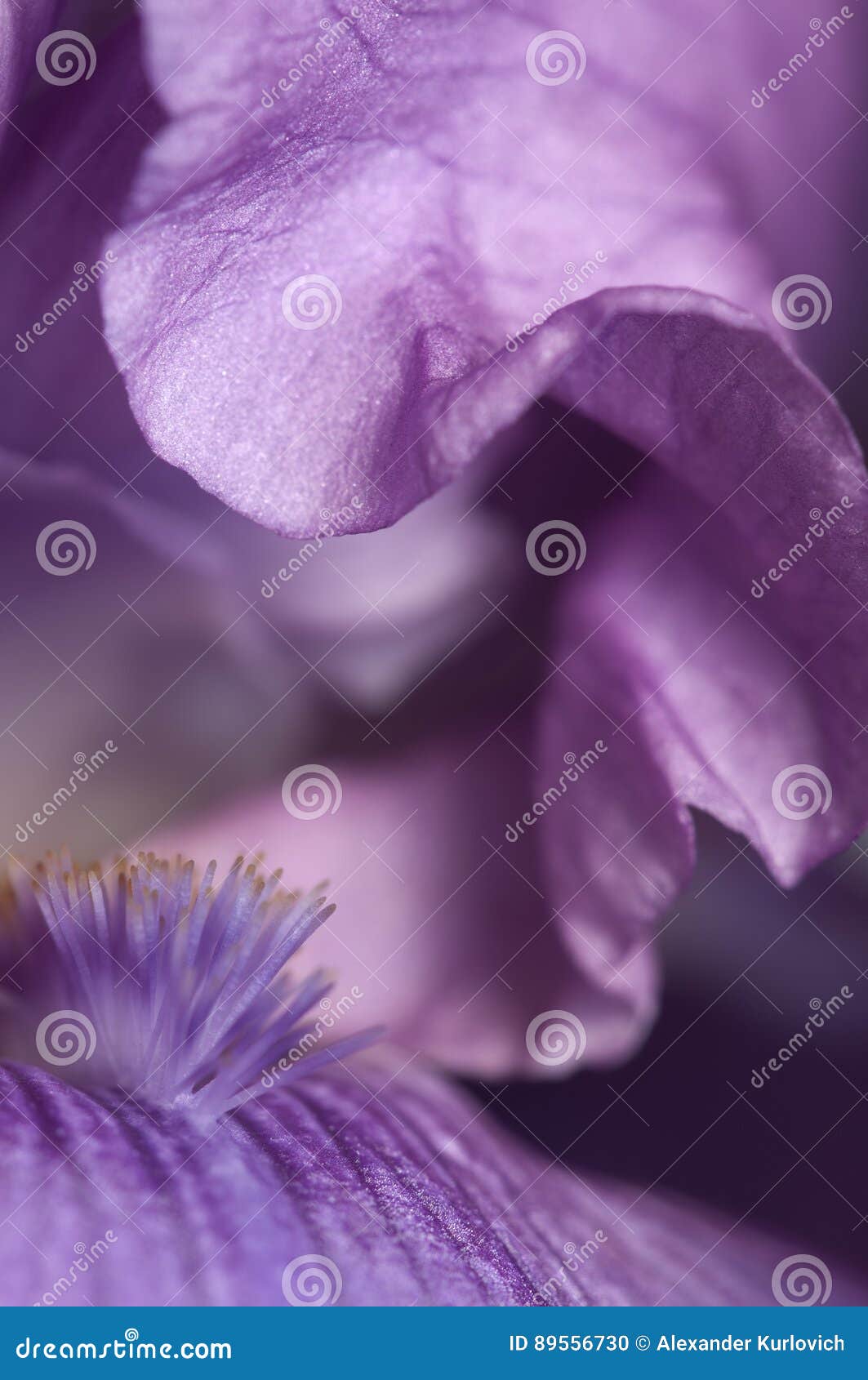 Iris flower fragment macro stock photo. Image of sword - 89556730