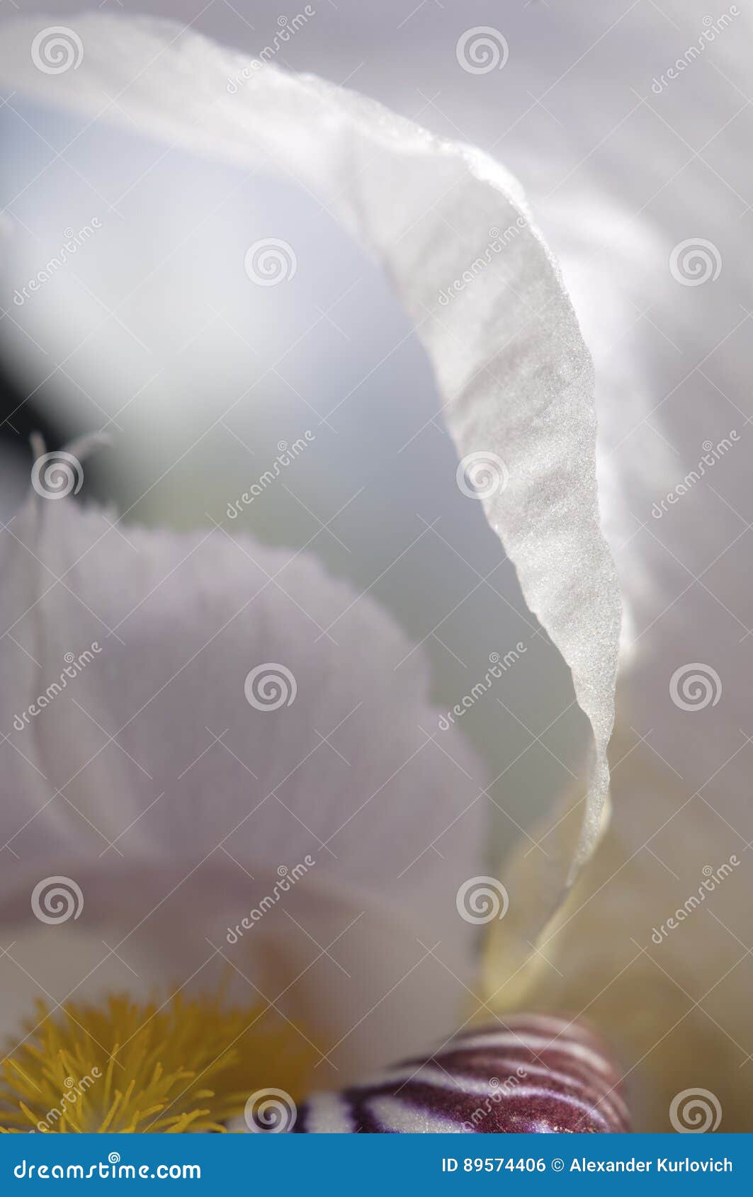 Iris flower fragment macro stock photo. Image of wavy - 89574406