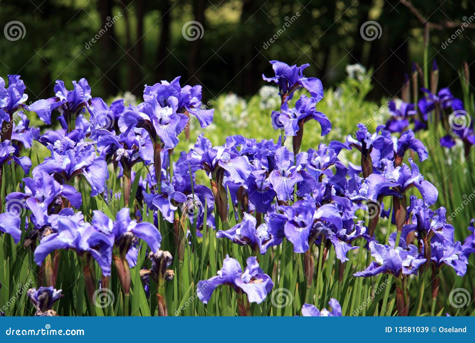Iris in Flower Garden stock image. Image of iris, nature - 13581039
