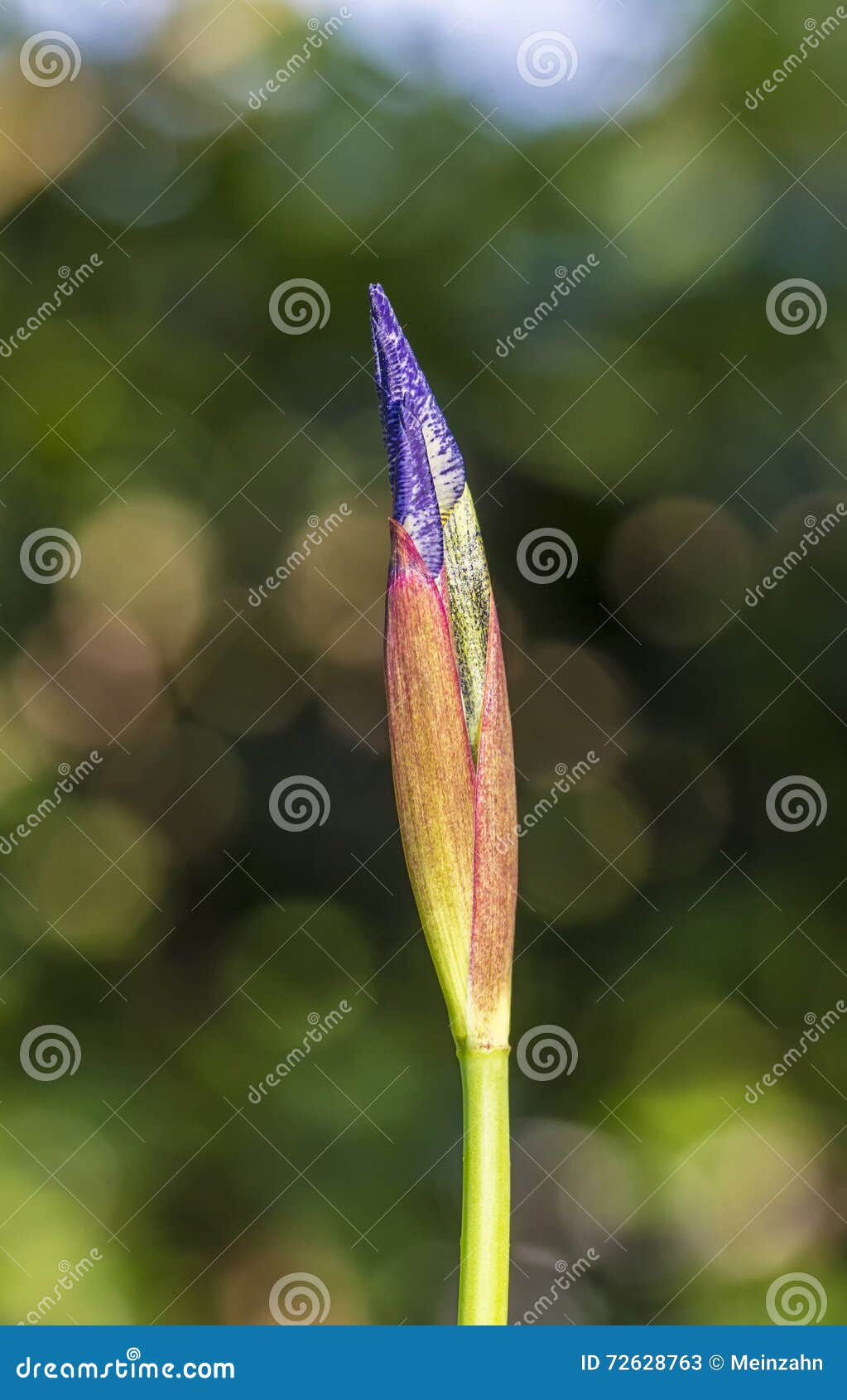 Iris Flower in the Garden in Spring before Blooming Stock Image - Image ...