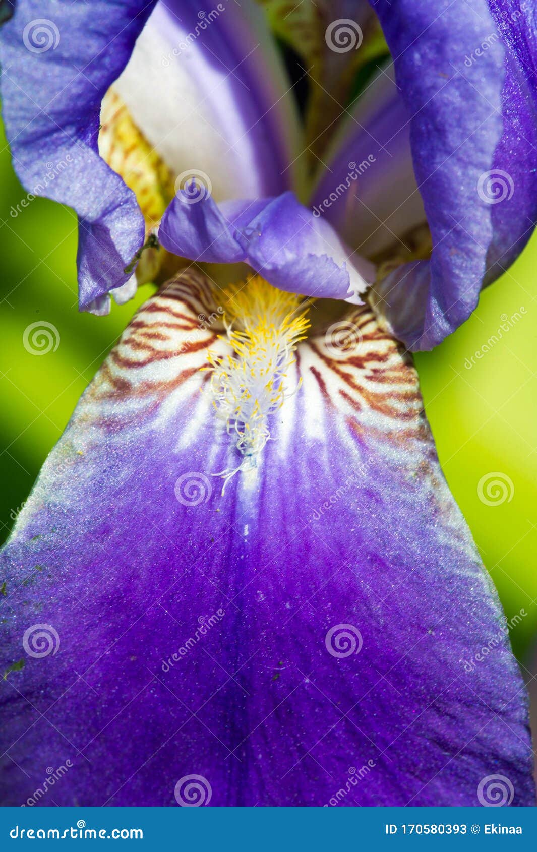 Iris Flower, the Goddess of the Rainbow, Who Acted As a Messenger of ...