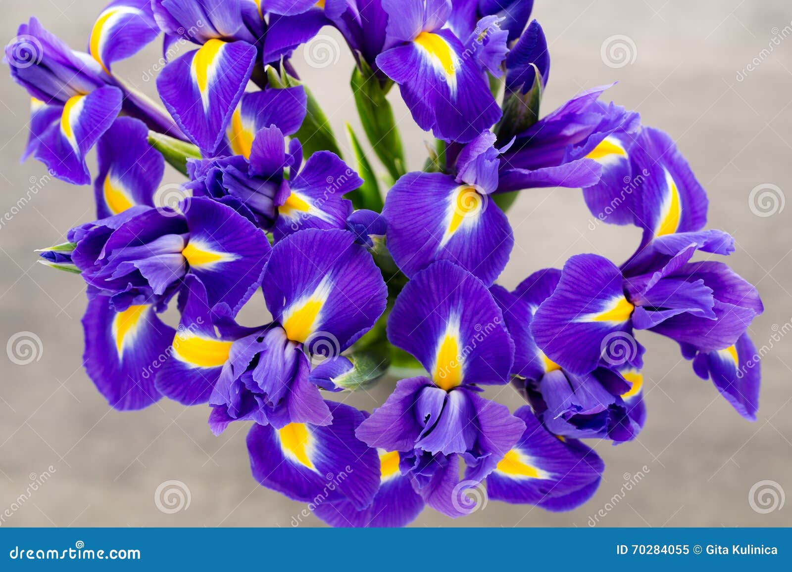 Iris Flower on the Gray Background. Stock Image - Image of sunlight ...