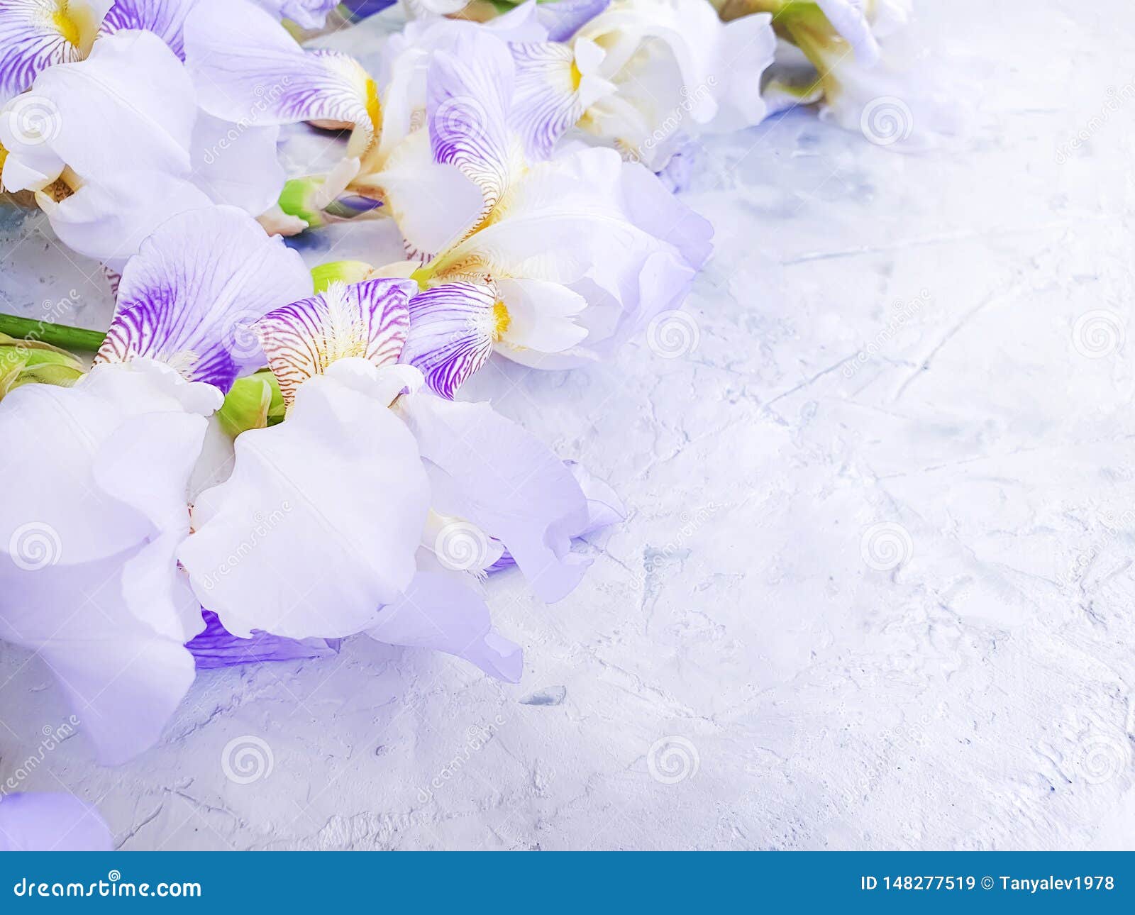 Iris Flower on Gray Concrete Background Frame Stock Image - Image of ...