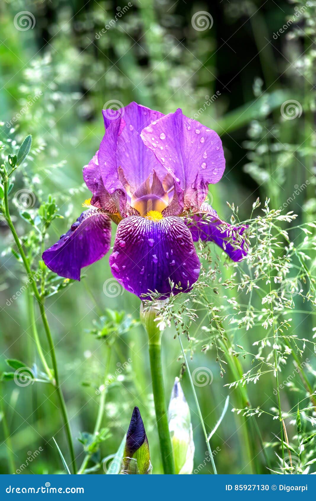 Iris Flower on a Green Field Stock Photo - Image of petal, color: 85927130