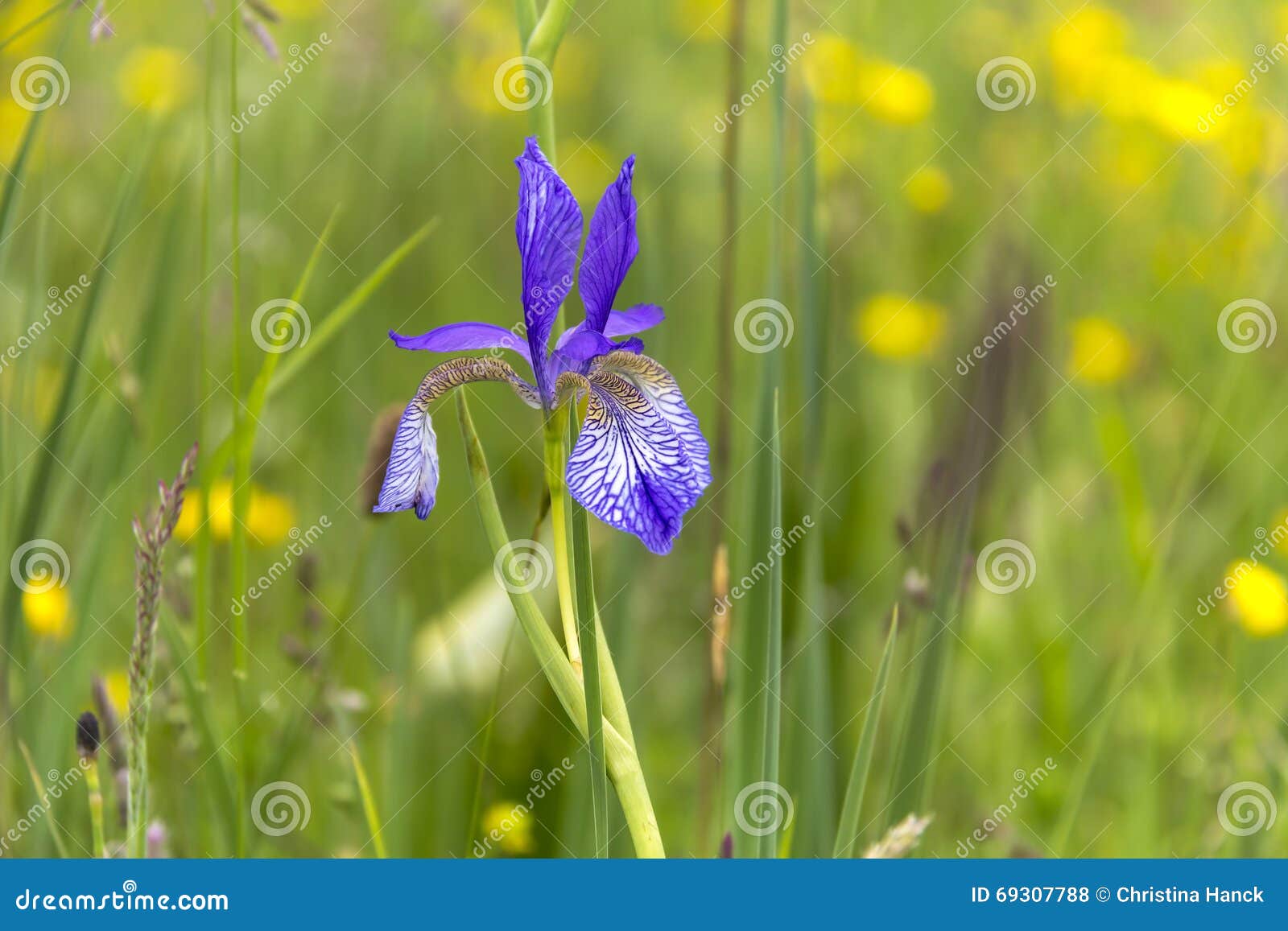 An Iris Flower Grows on a Lawn Stock Photo - Image of plant, meadow ...