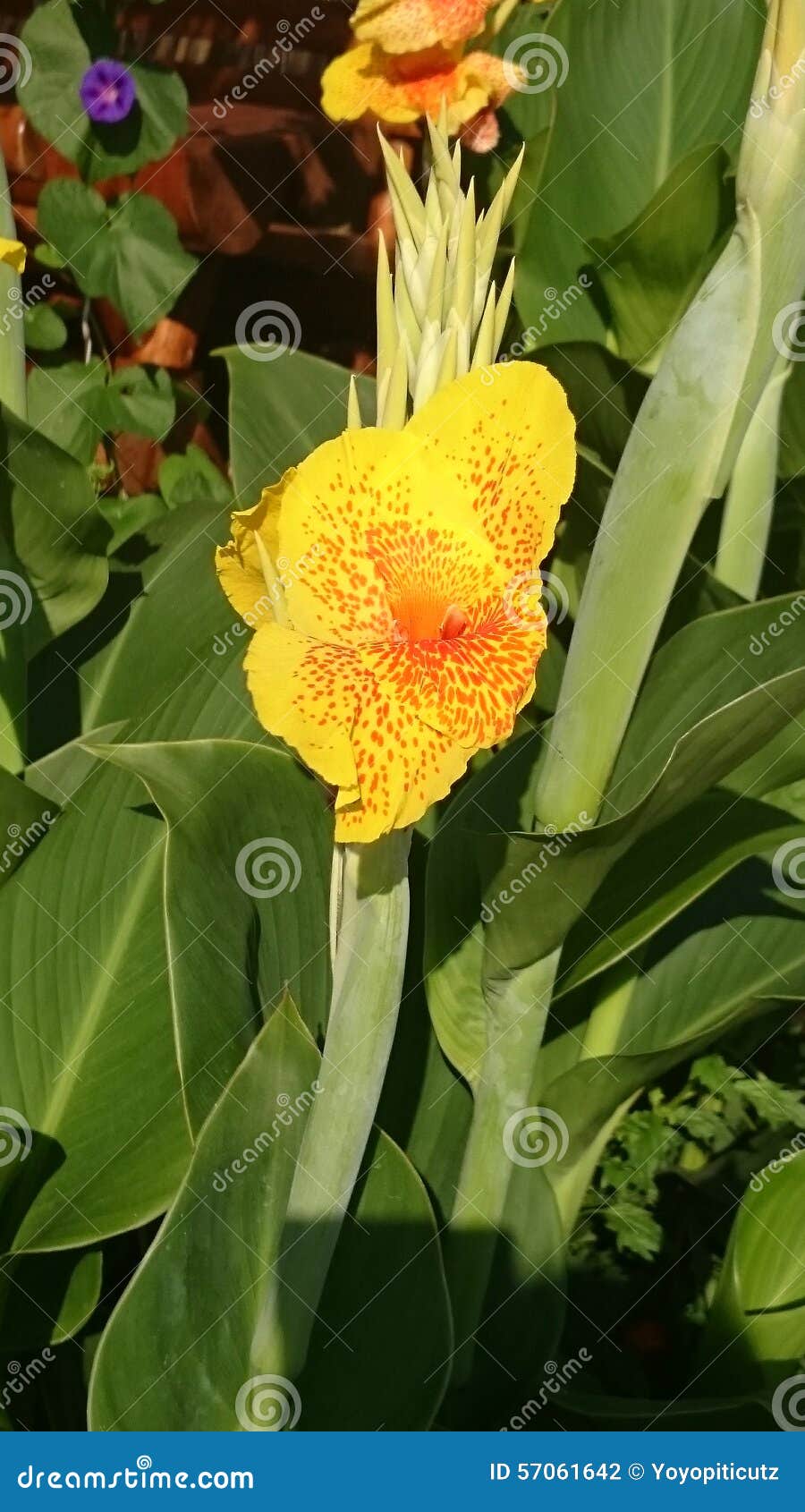 Iris flower stock photo. Image of backlit, closeup, iris - 57061642