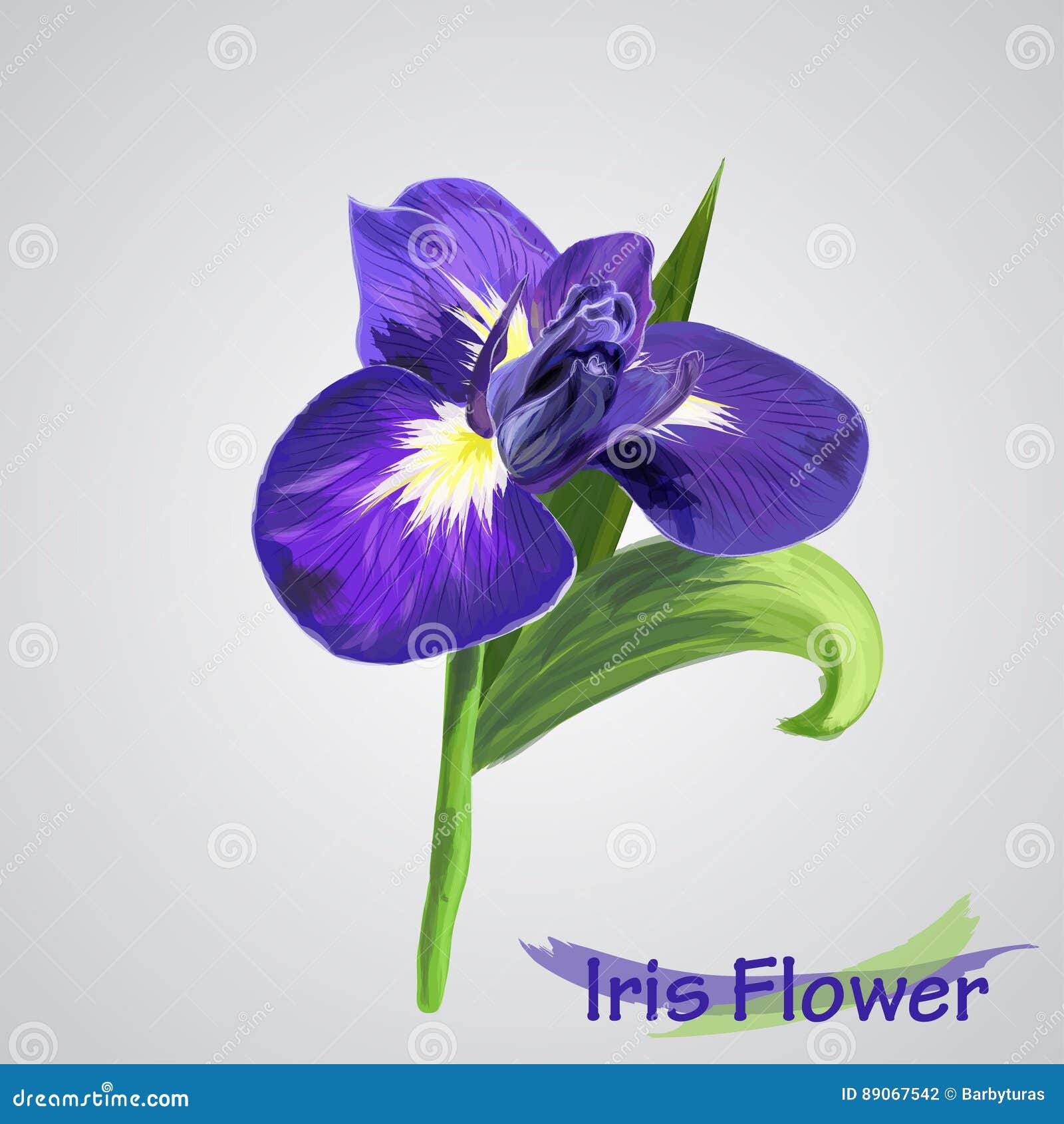 Iris flower isolated stock illustration. Illustration of graphic - 89067542