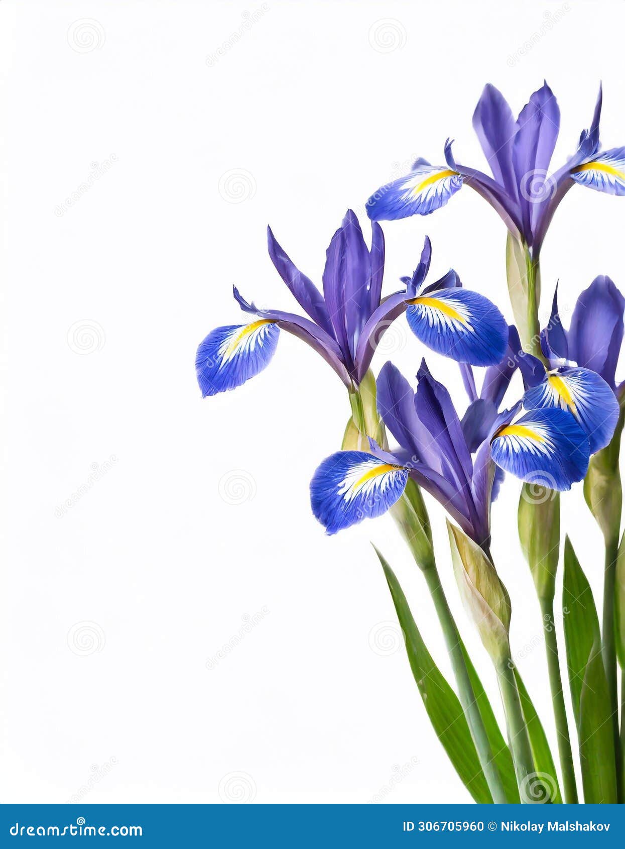 Iris Flower Isolated on White Background with Copy Space for Your Text ...