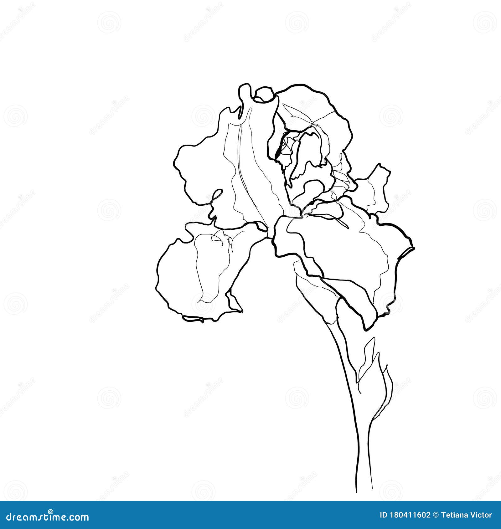 Iris Flower Line Art Illustration on White Background Stock ...
