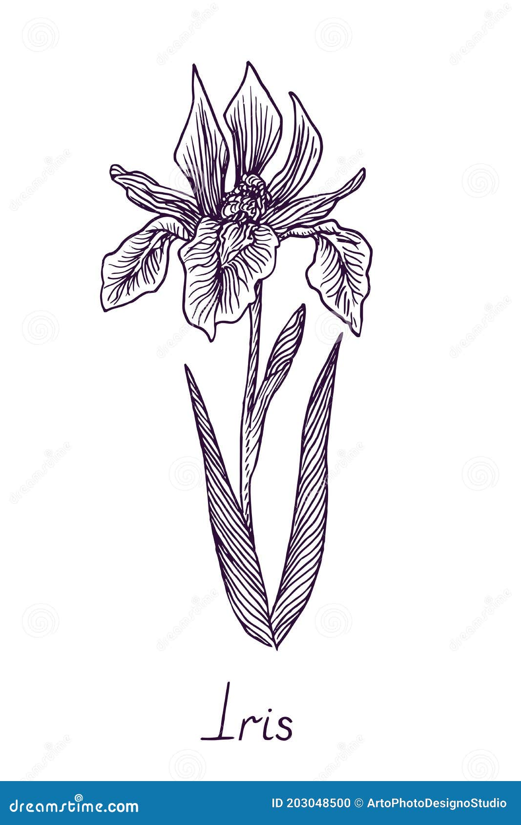 Iris Flower Stem, Outline Simple Doodle Drawing With Inscription ...