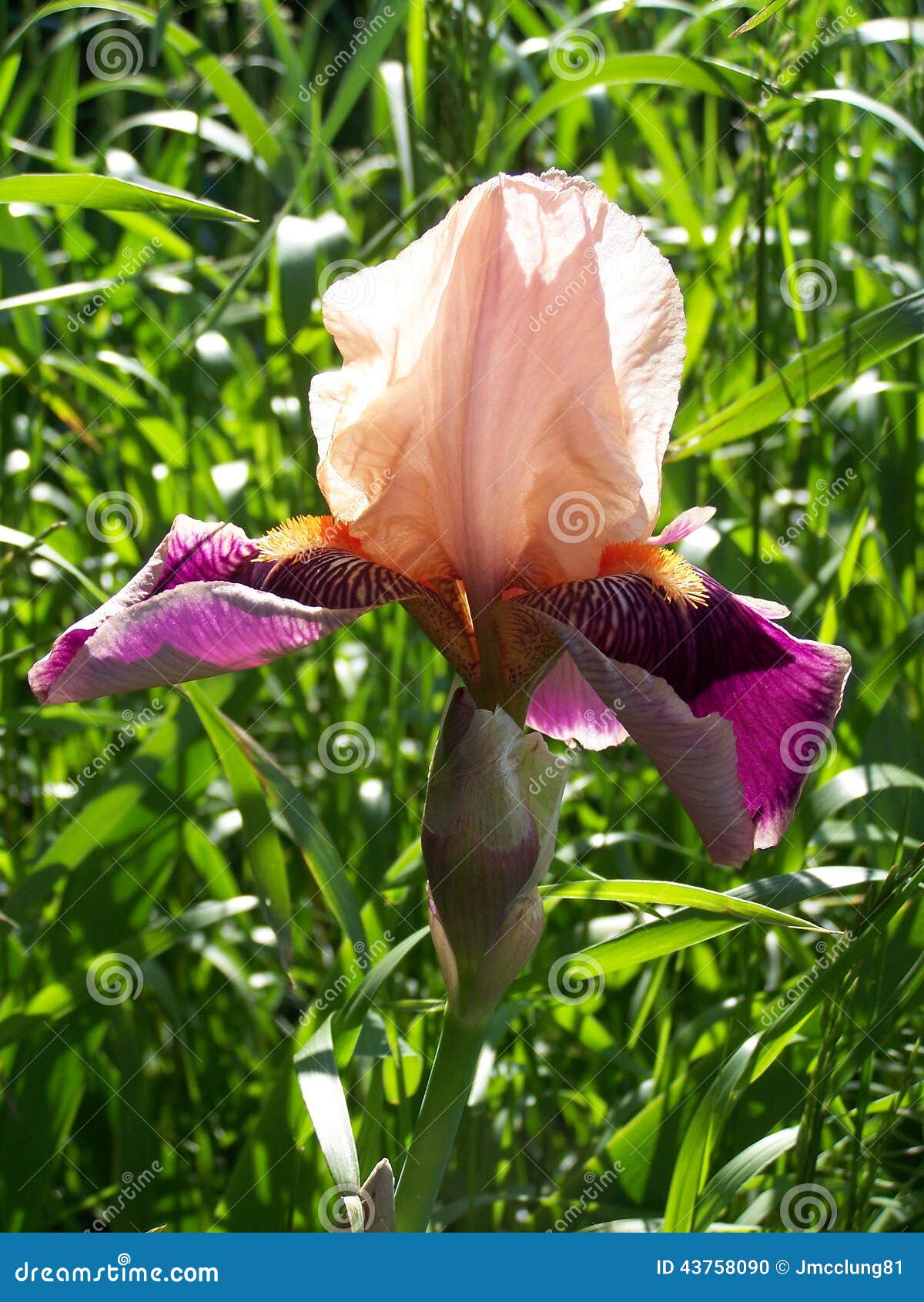 Iris flower outside stock photo. Image of coloured, floral - 43758090