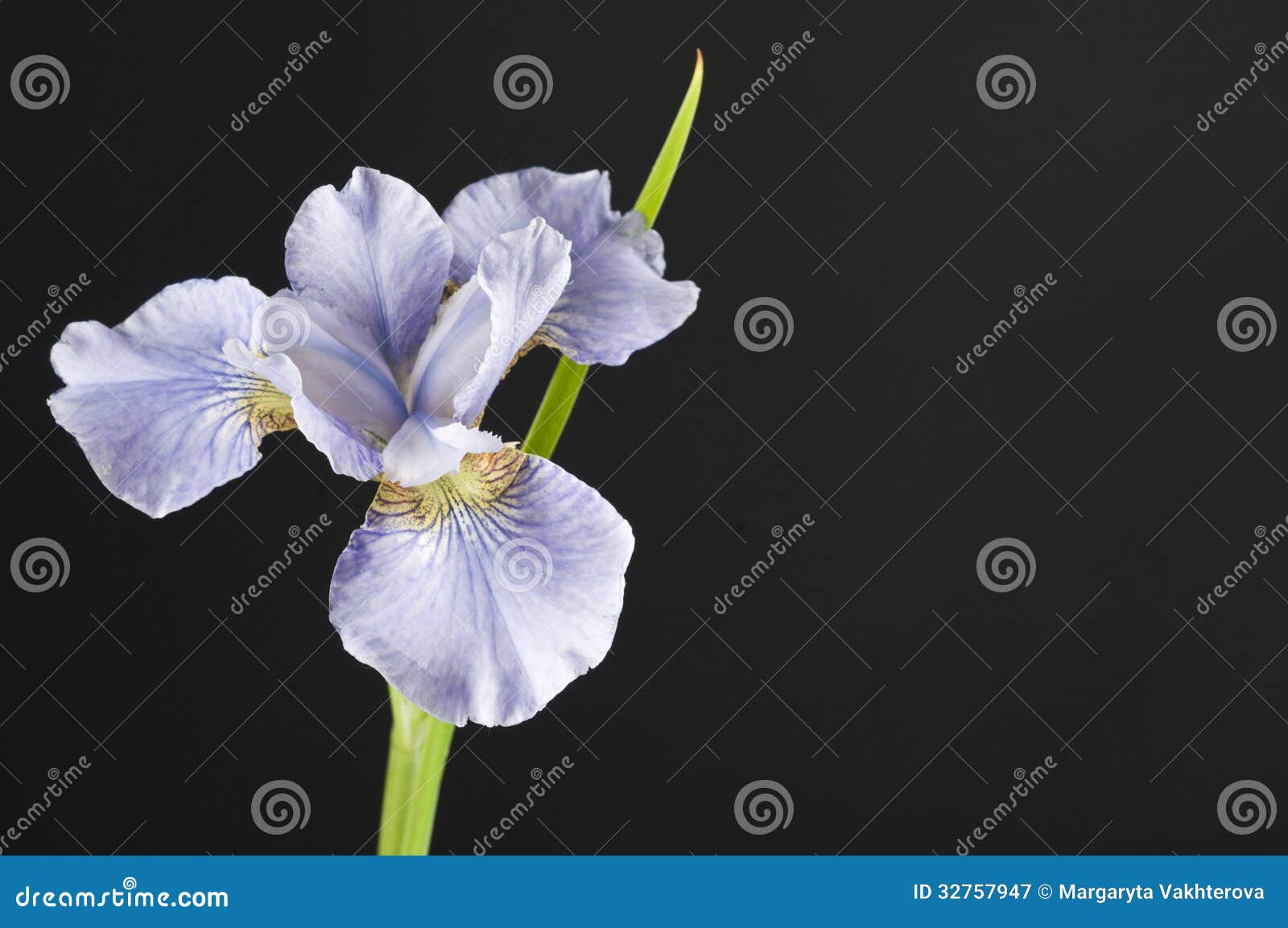 Iris flower stock image. Image of beautiful, color, bloom - 32757947