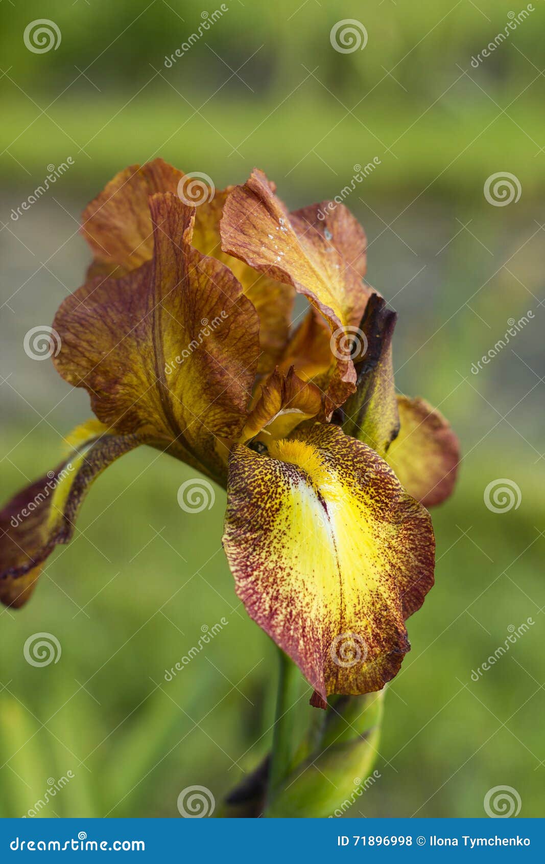 Iris Flower with Red and Yellow Petals Stock Photo - Image of iris ...