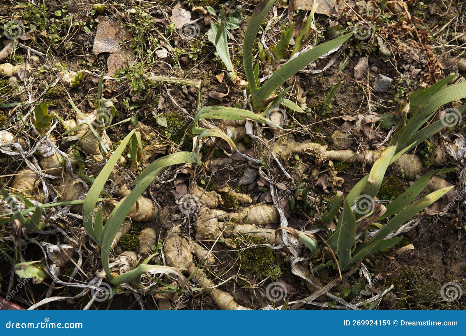 Iris Flower Root in the Summer Garden Stock Image - Image of botany ...