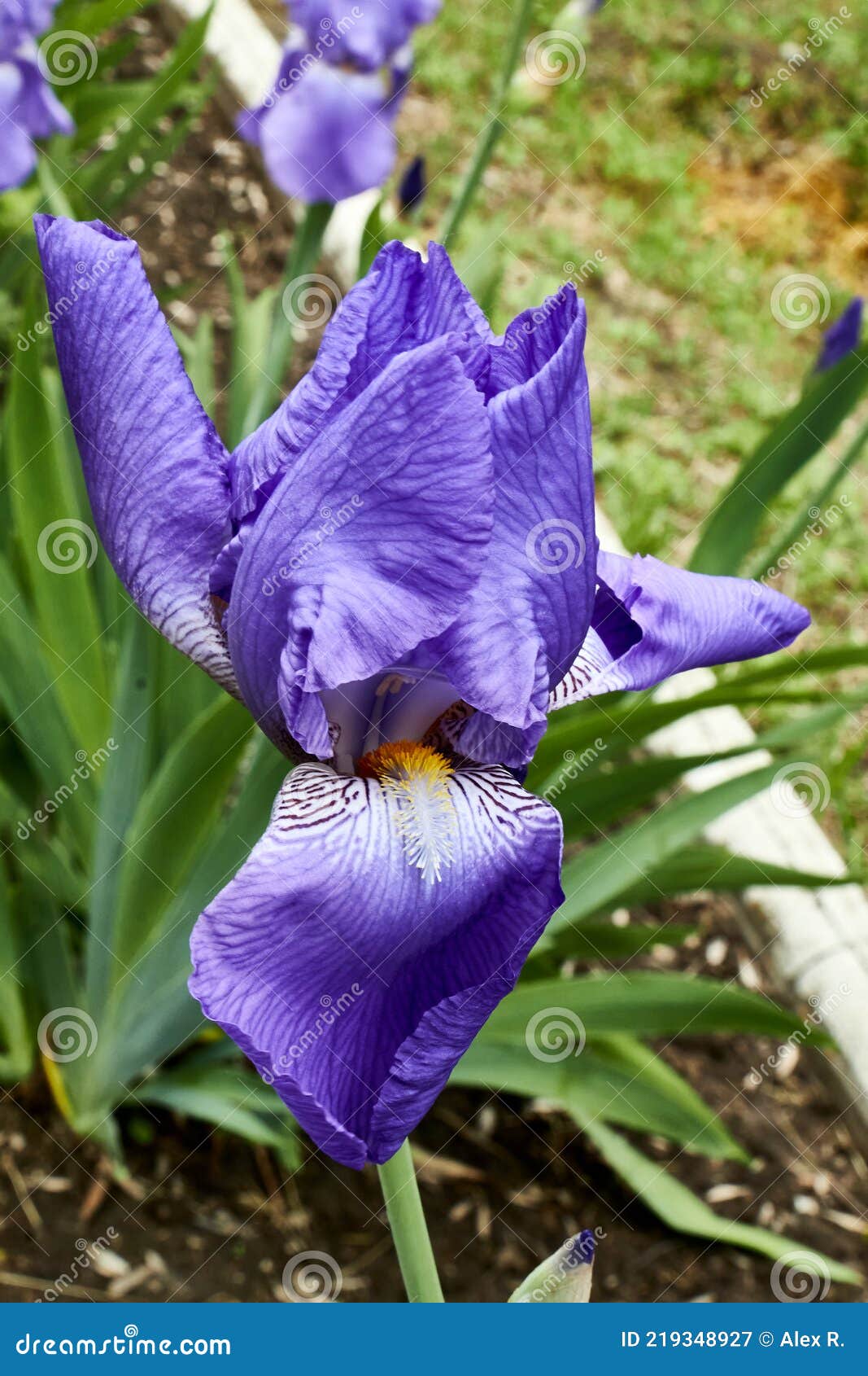 Iris flower in the garden stock image. Image of iris - 219348927