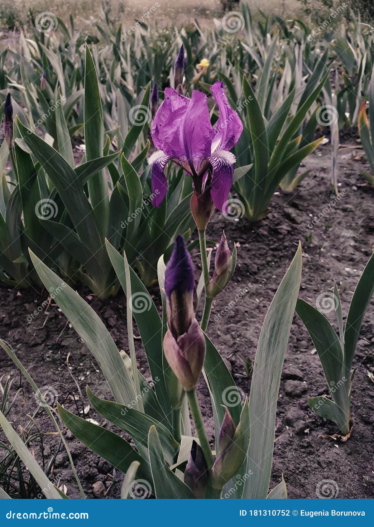 Iris Flower, Spring Flower, Spring Vibes, Flowers Inspiration, Plants ...
