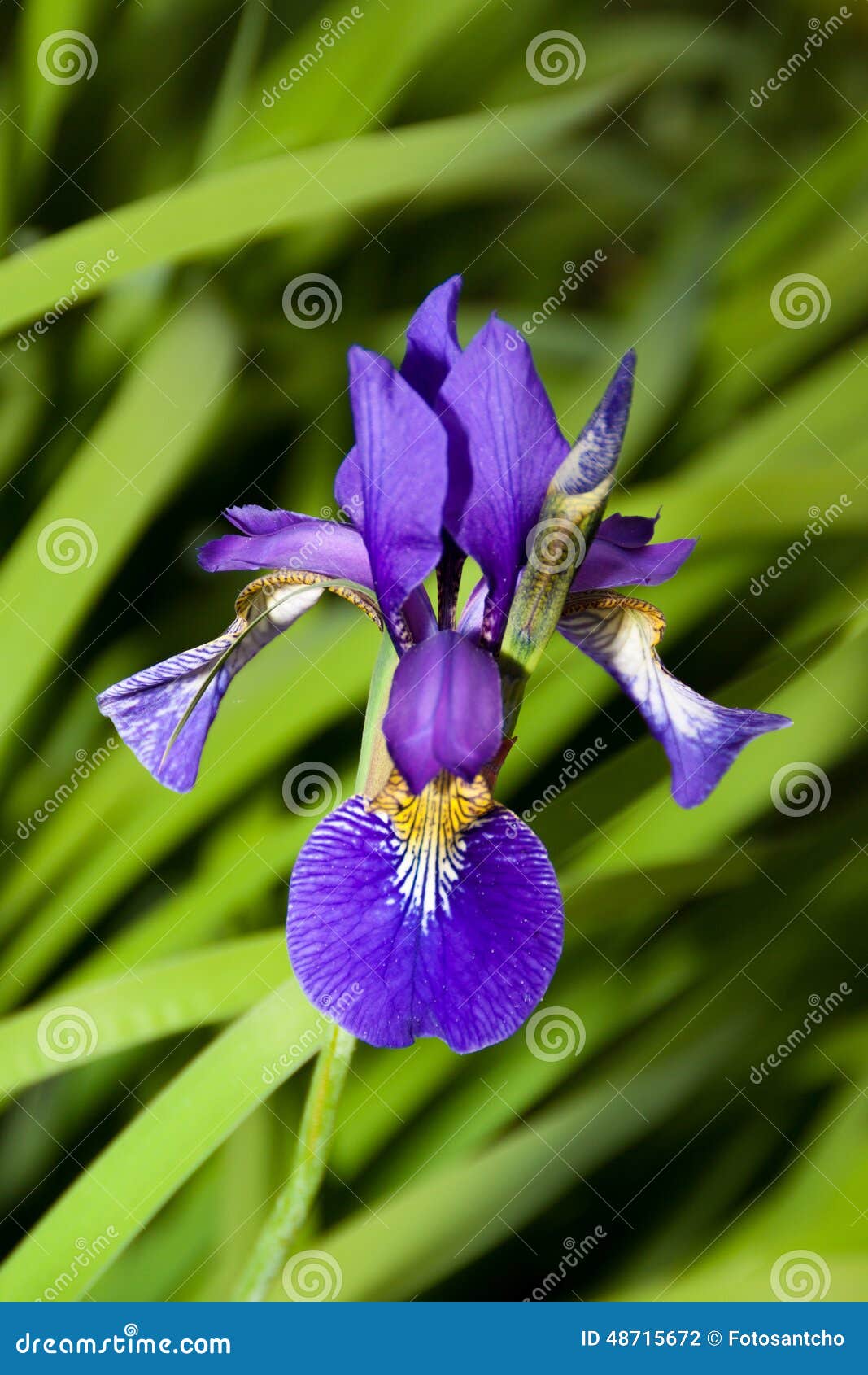 Iris - Flower in the Summer Stock Photo - Image of leisure, spring ...