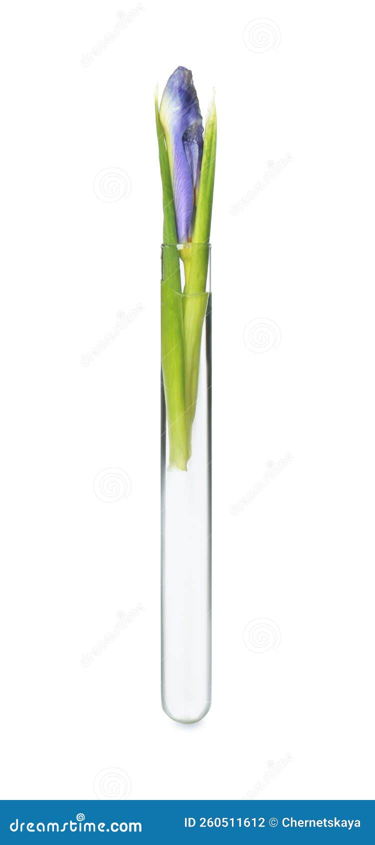 Iris Flower in Test Tube on White Background Stock Photo - Image of ...