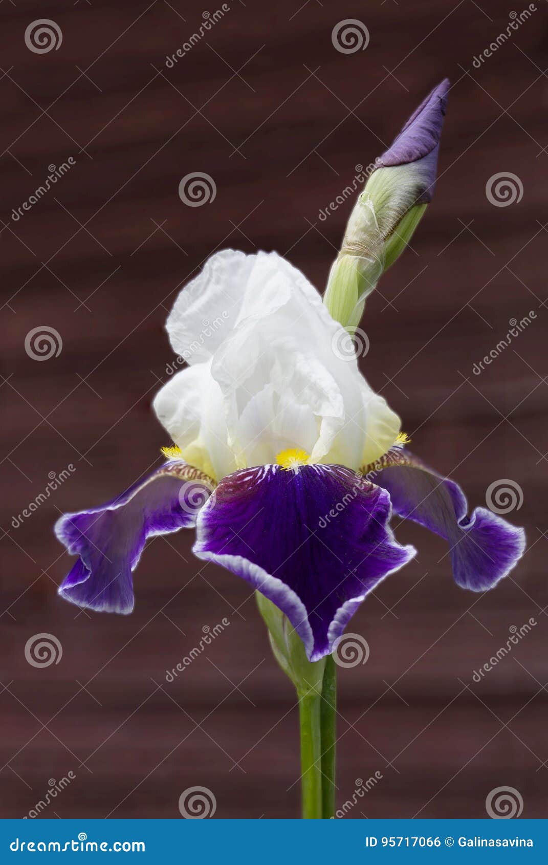 Iris flower stock photo. Image of yellow, nature, blue - 95717066