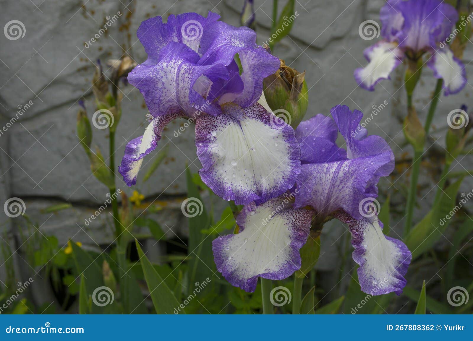 Iris Flower Under Water Drops at Late Spring Season Stock Photo - Image ...