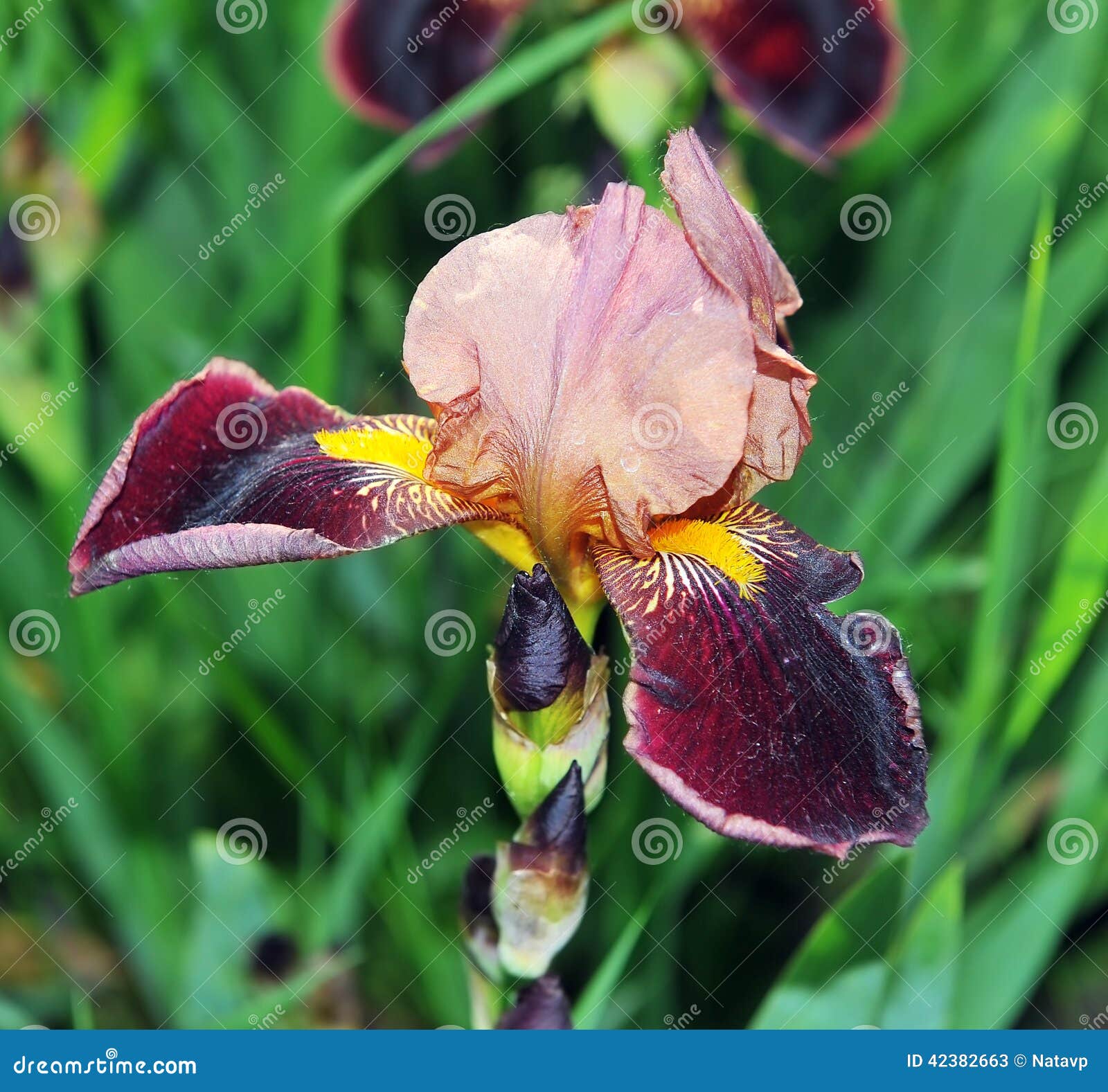 Iris flower unusual color stock image. Image of purple - 42382663