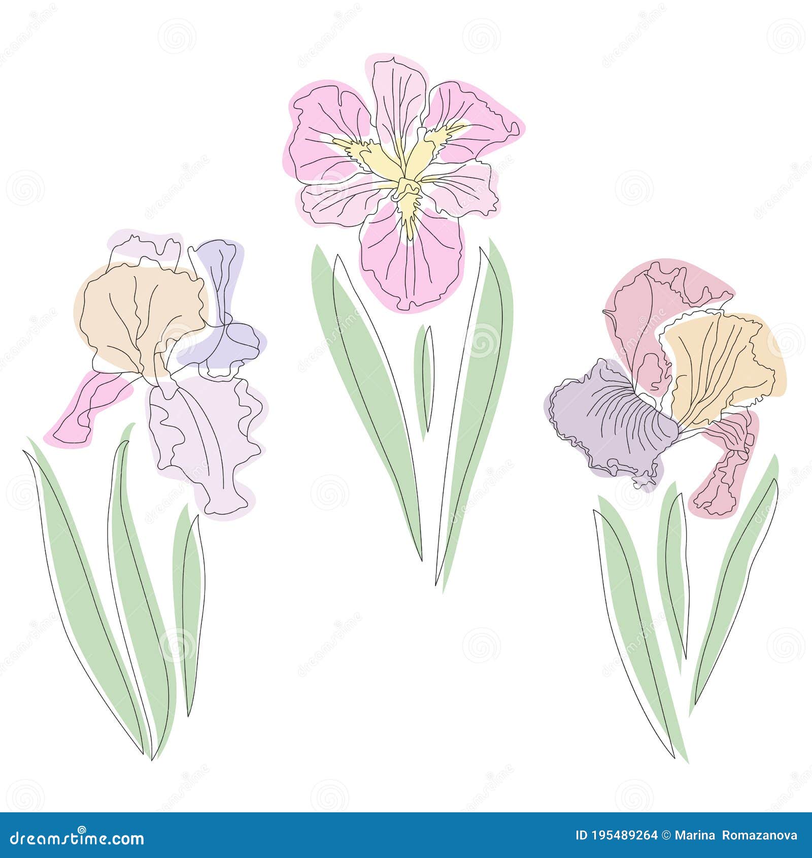 Iris Flower Vector Illustration Isolated on White Stock Vector ...