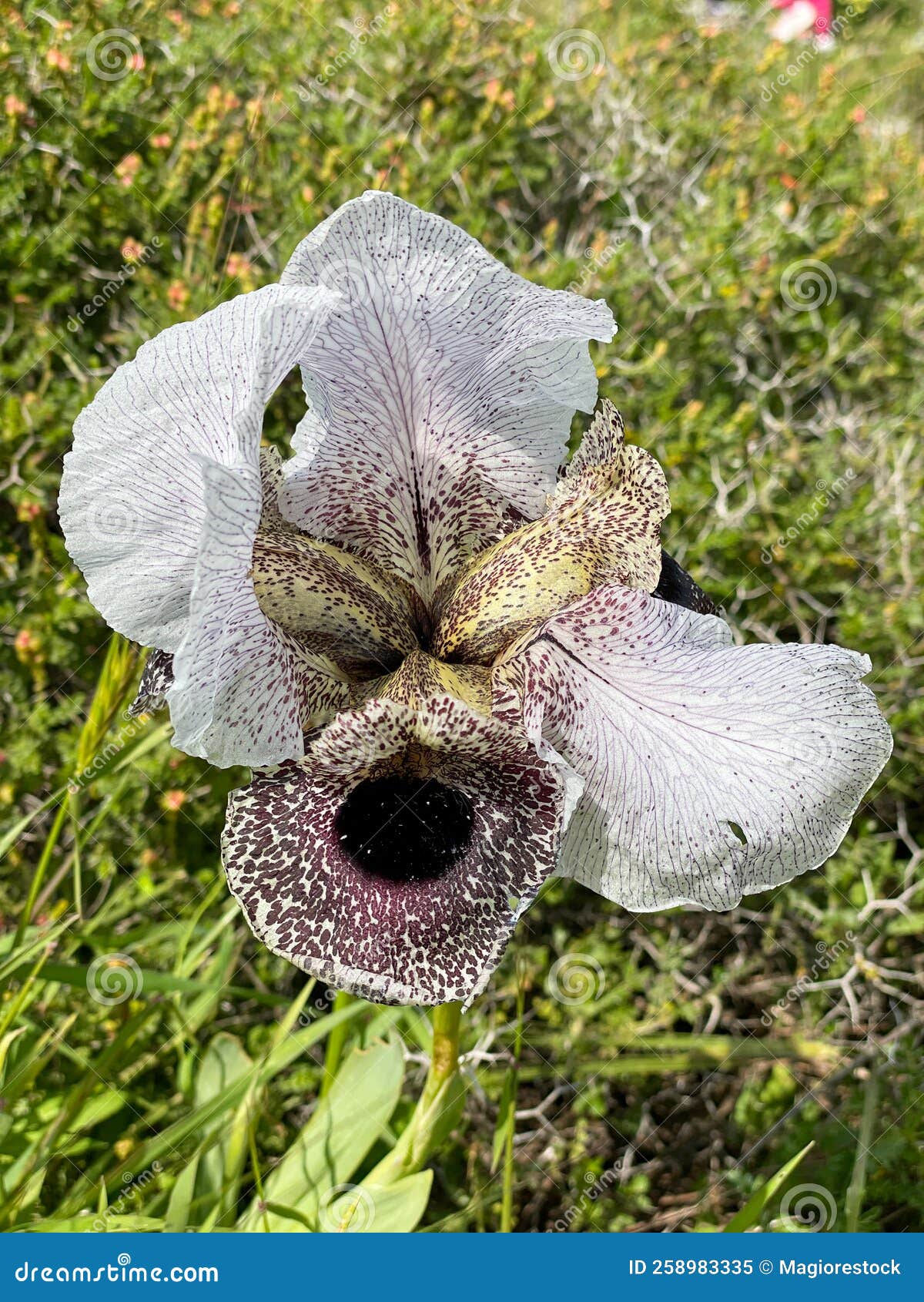 Iris Flower. White Iris, Also Known As the Nazareth Iris. Stock Image ...