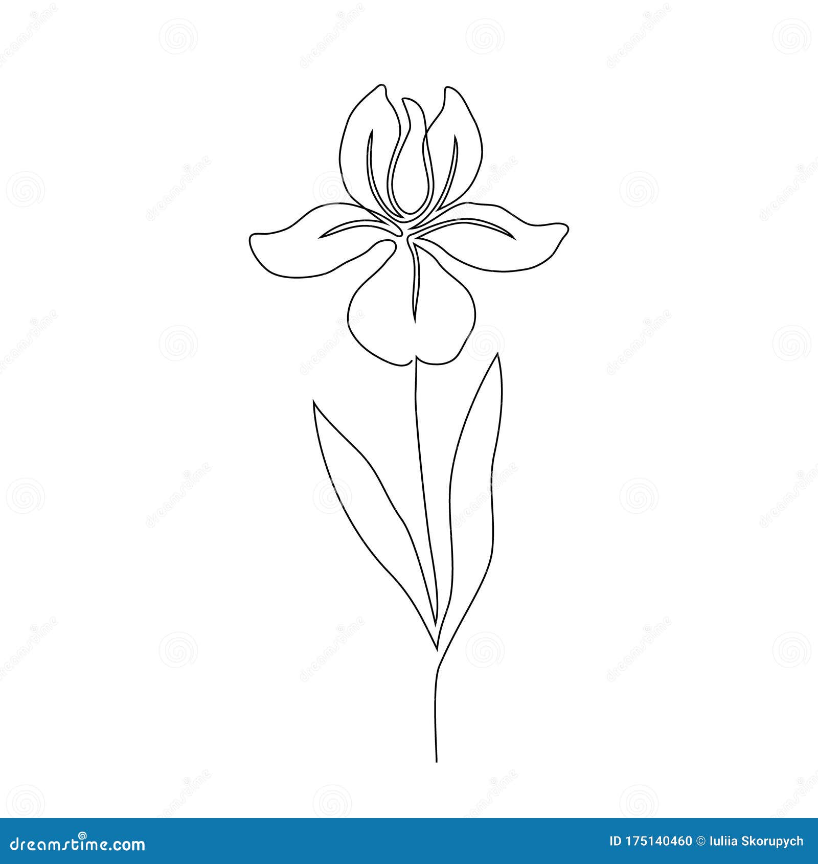 Iris flower on white stock vector. Illustration of drawing - 175140460