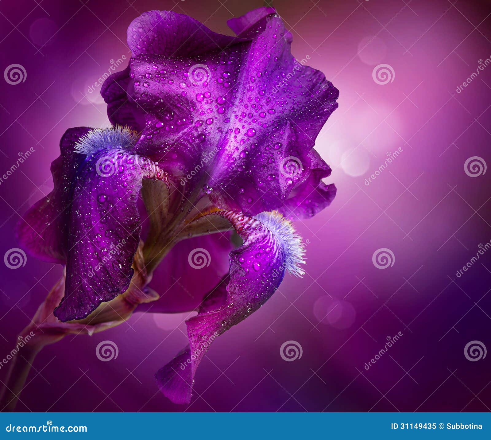 Iris Flowers Art Design stock image. Image of beauty - 31149435