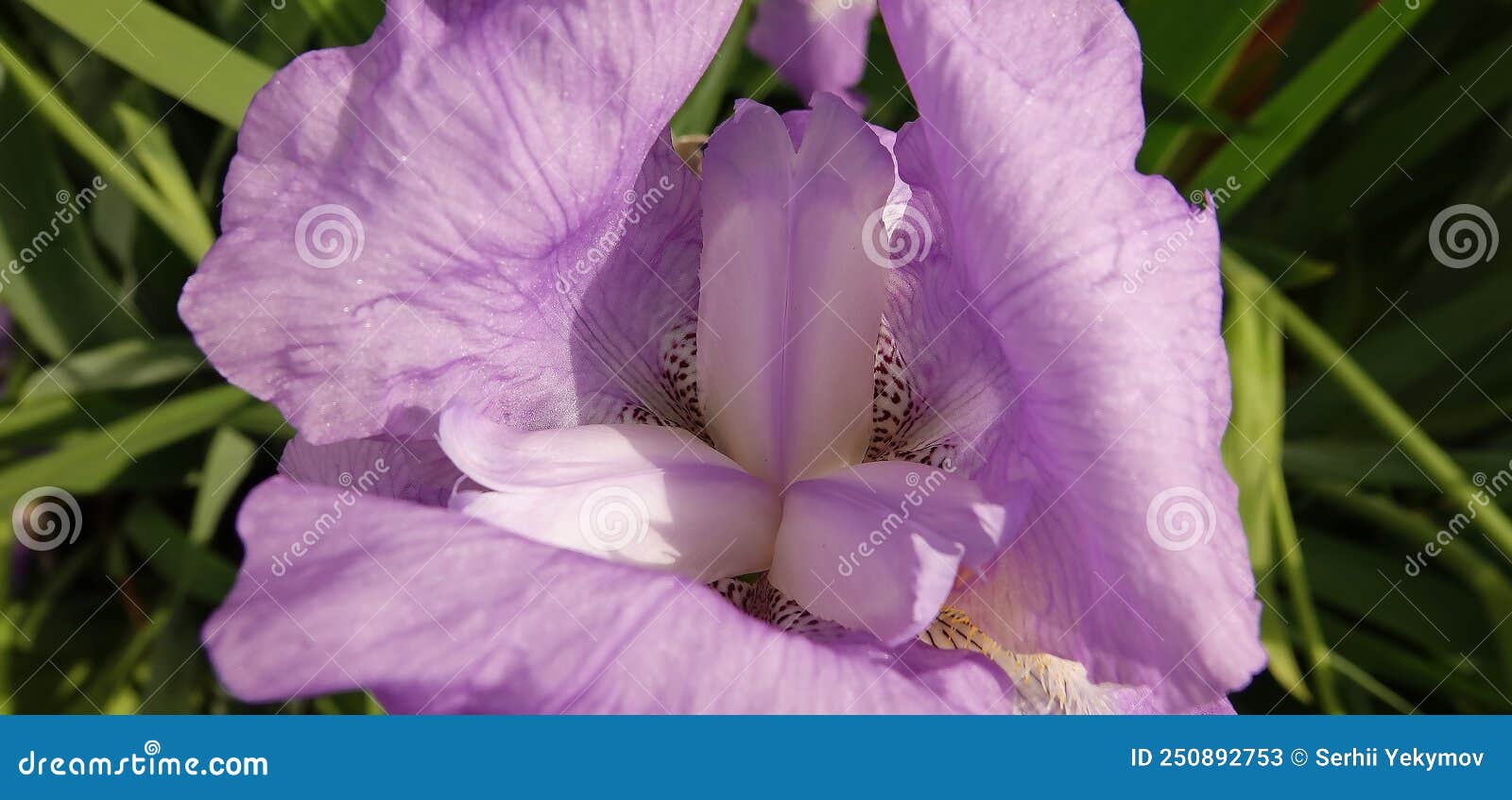 Iris Flowers are Large and Beautiful Stock Image - Image of iris ...