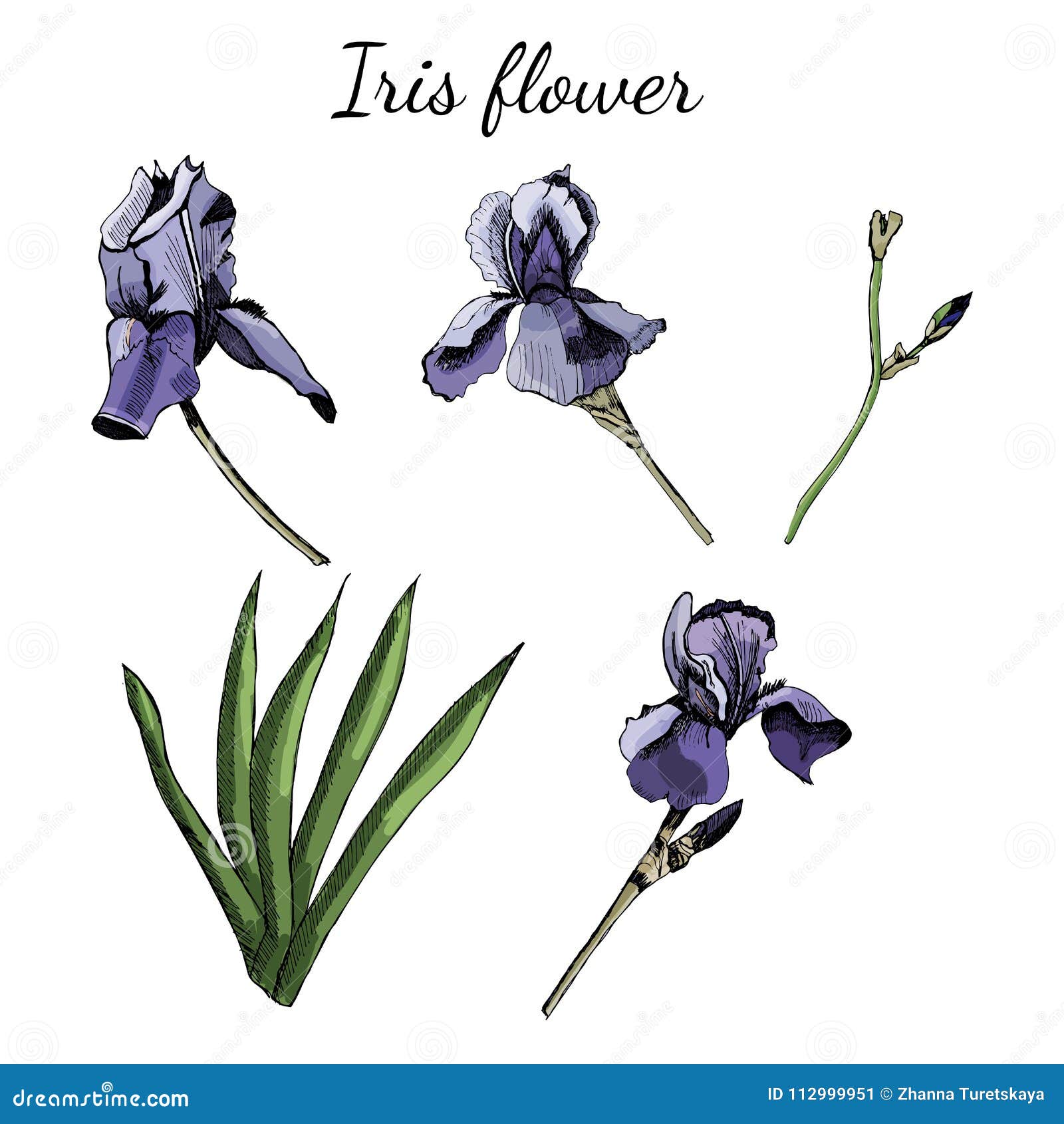 Iris Flowers with Leaves. Sketch Hand Drawn and Colored Isolated on ...