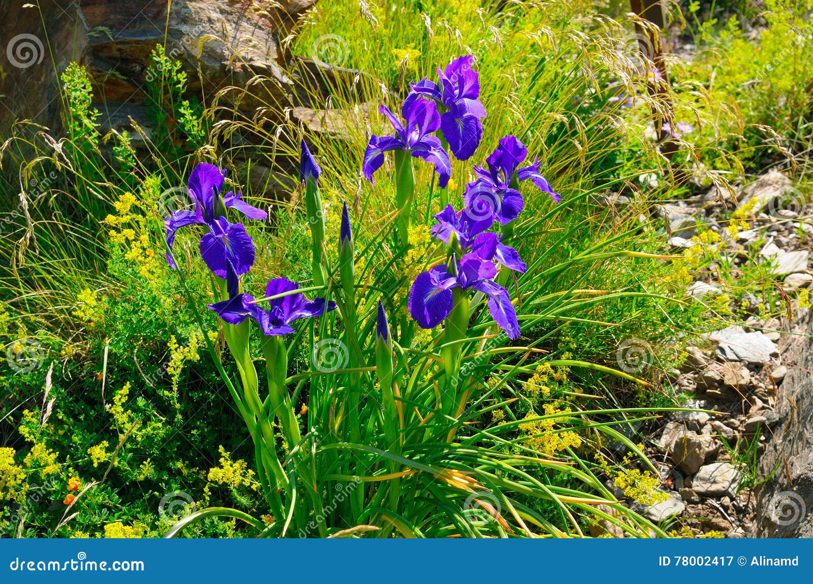 Iris flowers on meadow stock image. Image of area, irises - 78002417