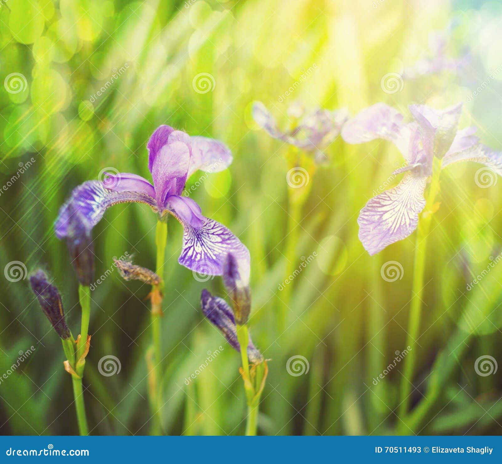 Iris flowers stock image. Image of background, beautiful - 70511493