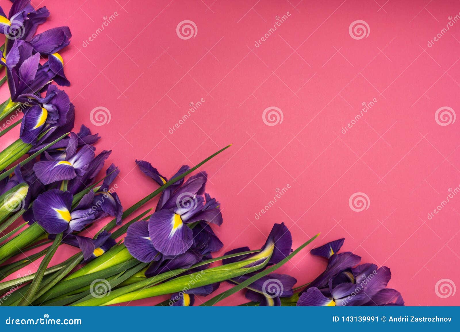 Iris Flowers on a Pink Background Stock Image - Image of stark, bloom ...