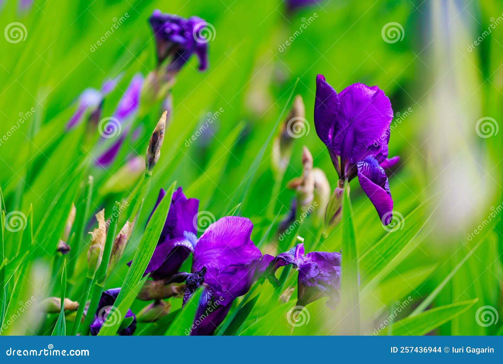 Iris Flowers with Selective Focus on a Blurred Background of a Flower ...