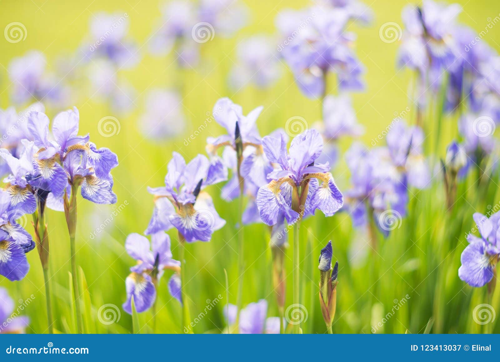 Iris Flowers, Summer Field, Outdoor. Background Stock Image - Image of ...