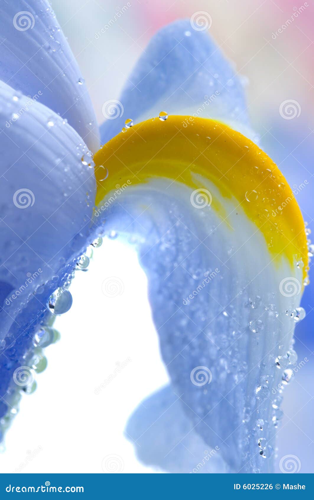 Iris Flowers with Waterdrops Stock Photo - Image of bouquet, holland ...