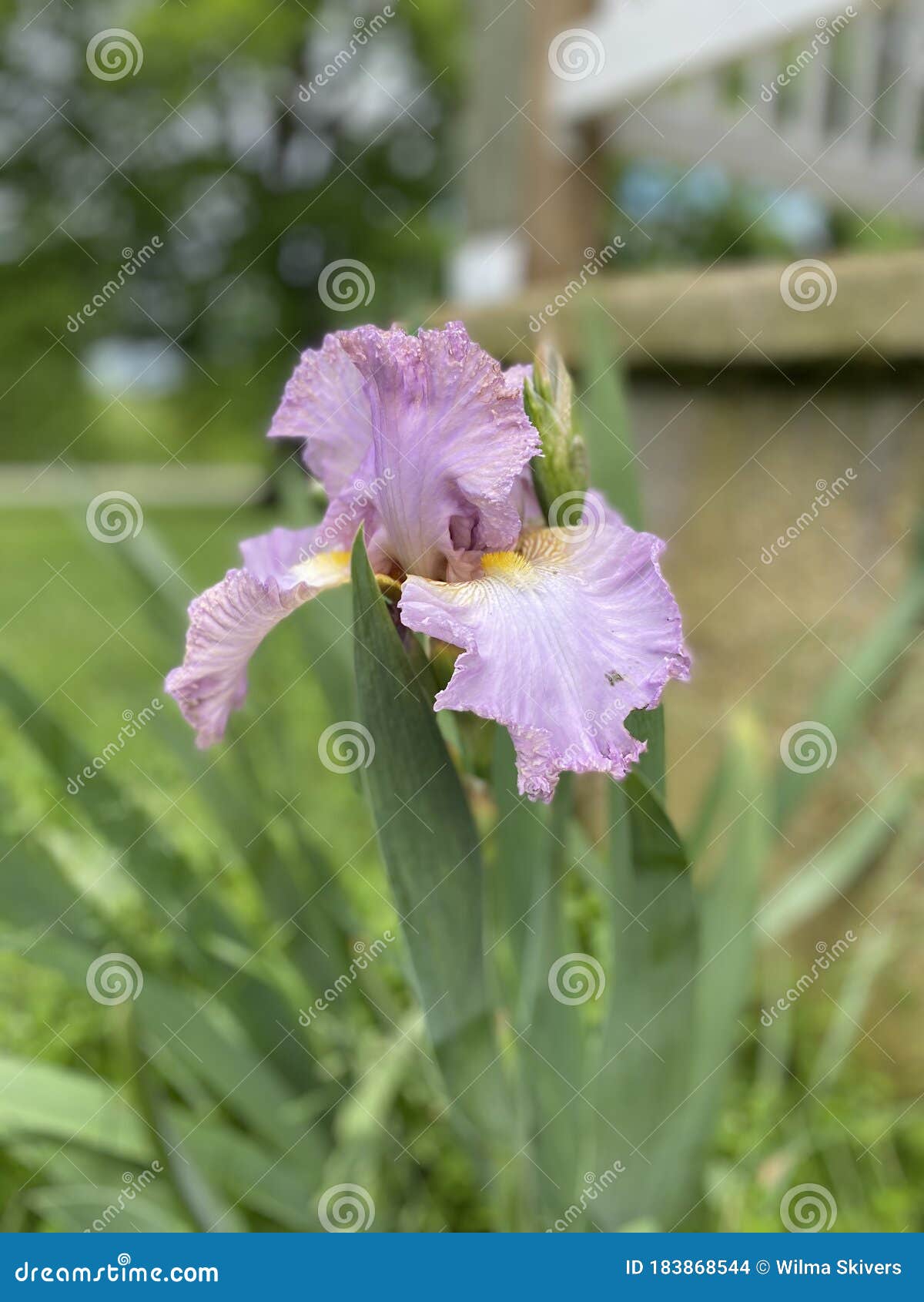Iris stock photo. Image of iris, purple, frilly, yard - 183868544