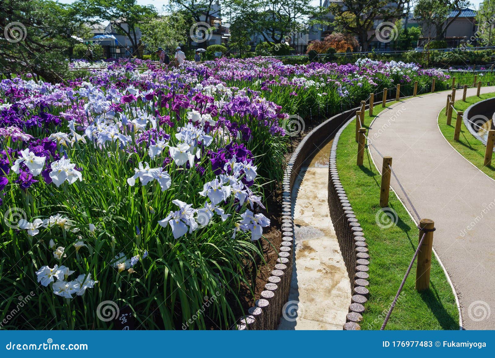 Iris Garden, Japan Tokyo Day Editorial Stock Photo - Image of asia ...