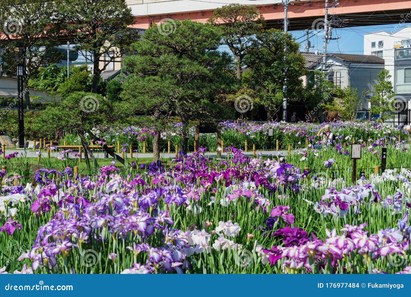 Iris Garden, Japan Tokyo Day Editorial Stock Image - Image of japan ...