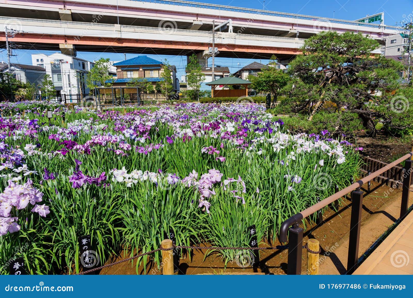 Iris Garden, Japan Tokyo Day Editorial Photo - Image of copy, tokyo ...