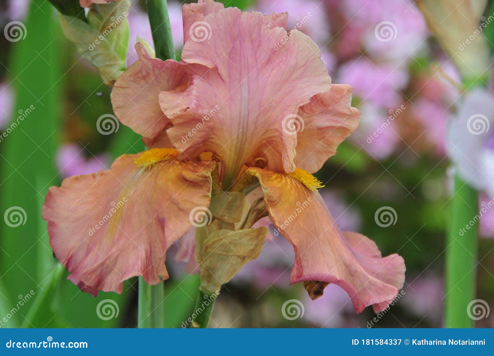 Iris Garden Series â€“ Bronze Bearded Iris Classical Brass Stock Image ...