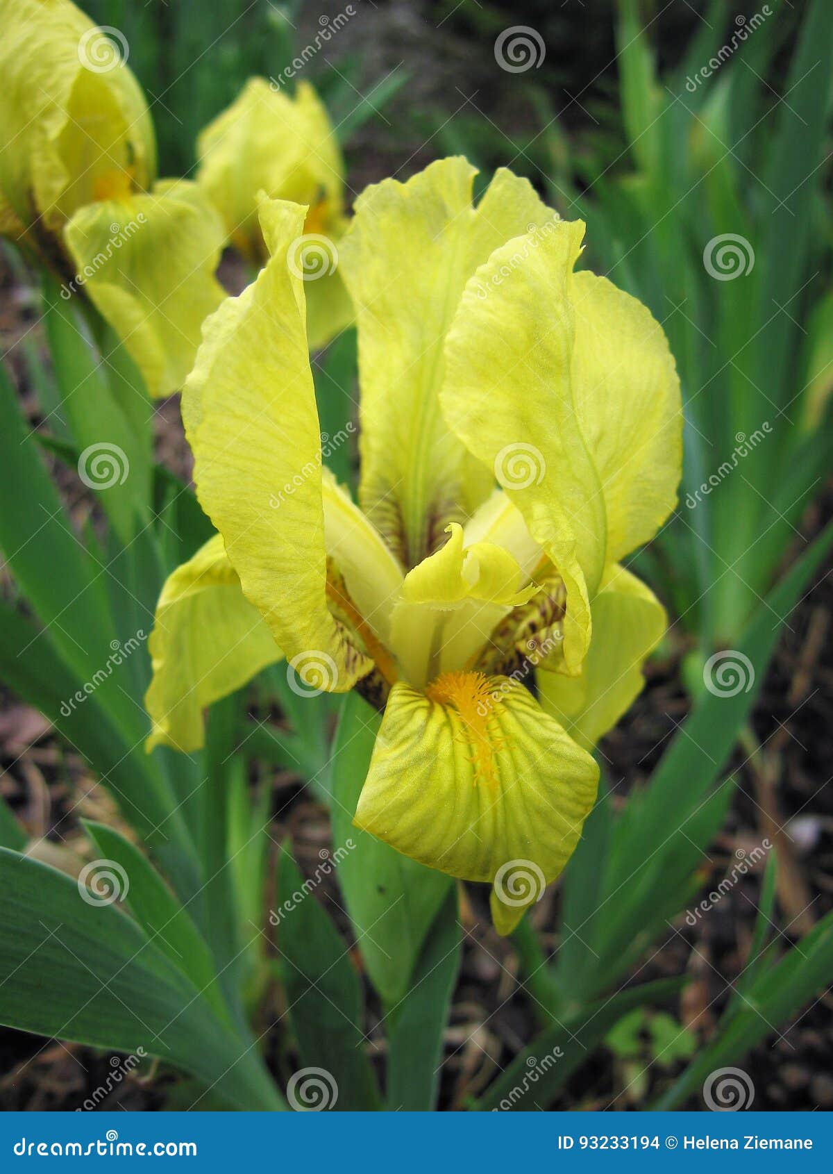 Iris Gele Bloem De Bloemen Van De Iris Stock Foto - Image of noodzaak ...