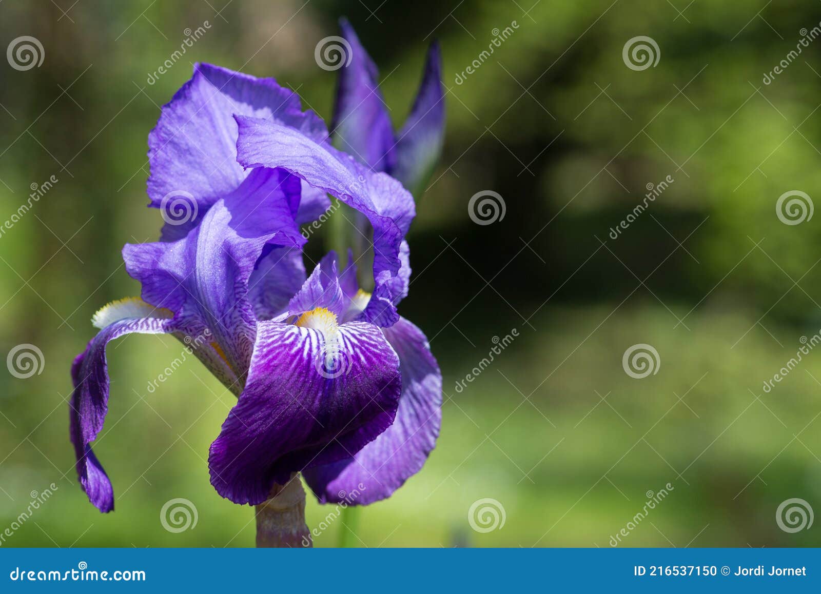 Iris Germanica Commonly Known As the Bearded Iris or the German Bearded ...